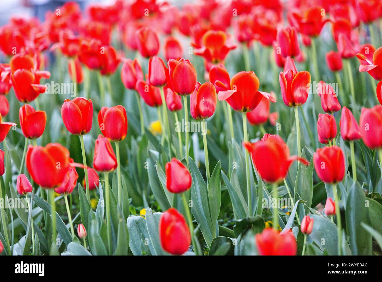 Red tulips, common name for all species, hybrids and cultivars of this ...