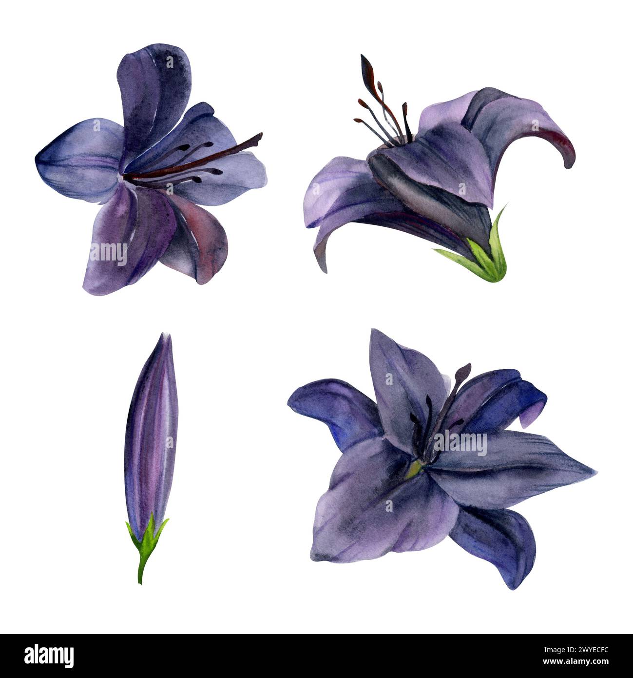 Hand drawn watercolor illustration botanical flowers. Dark lily ...