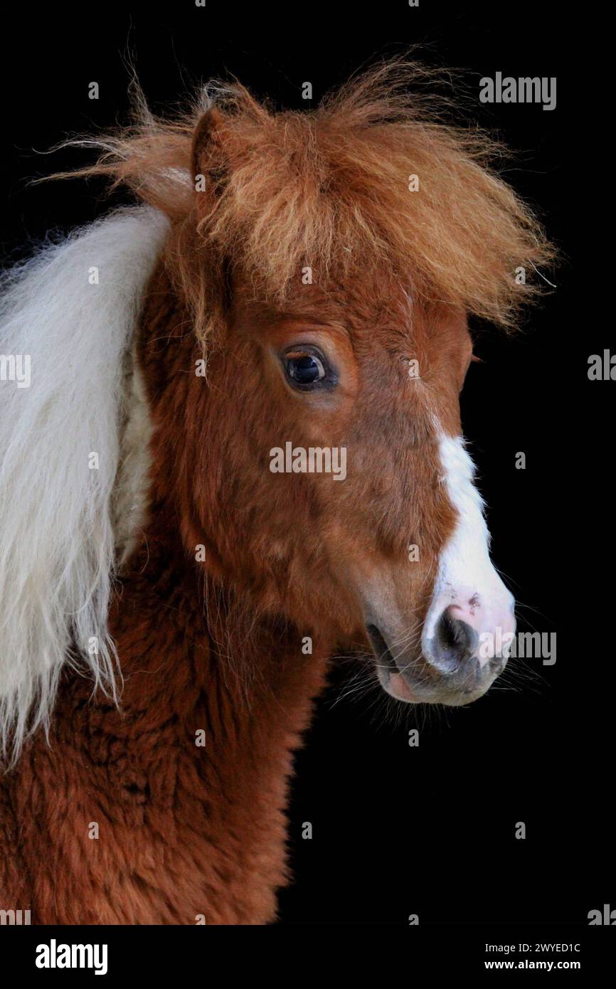 03.03.2024, Tweng, Salzburg, AUT - Minishetlandpony im Portrait ...