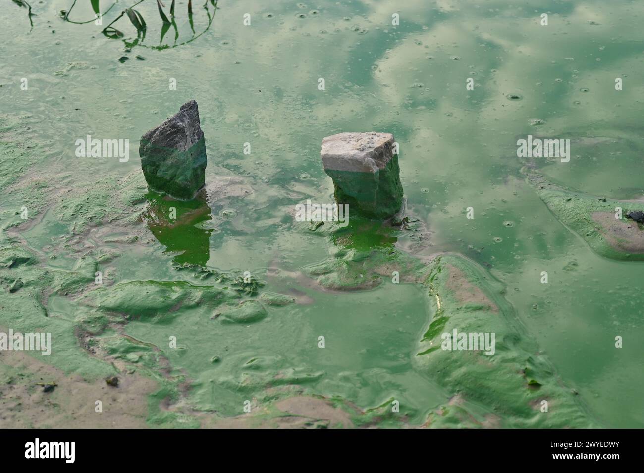 Fill with stagnant water hi-res stock photography and images - Alamy