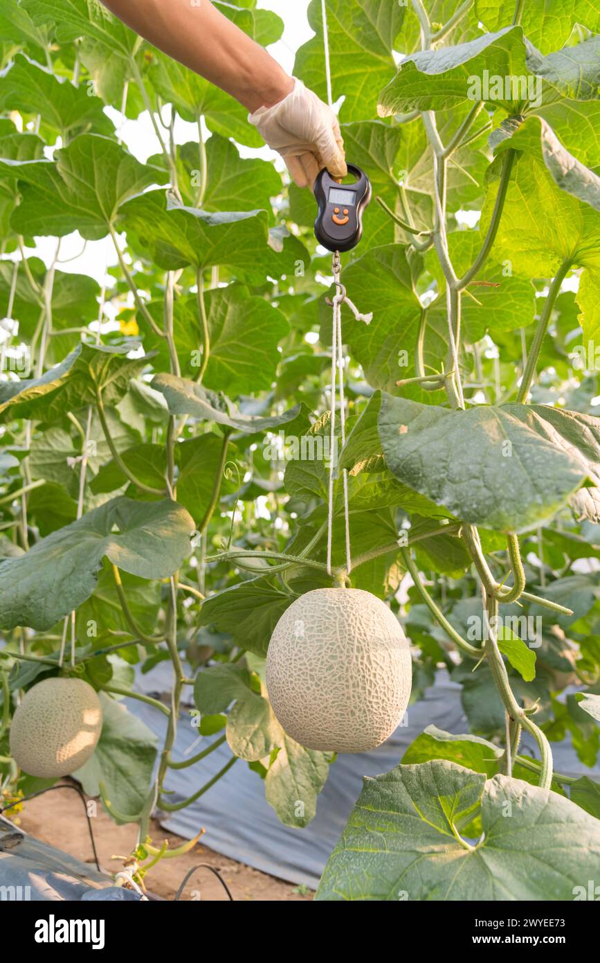 Scales weight lock hi-res stock photography and images - Alamy