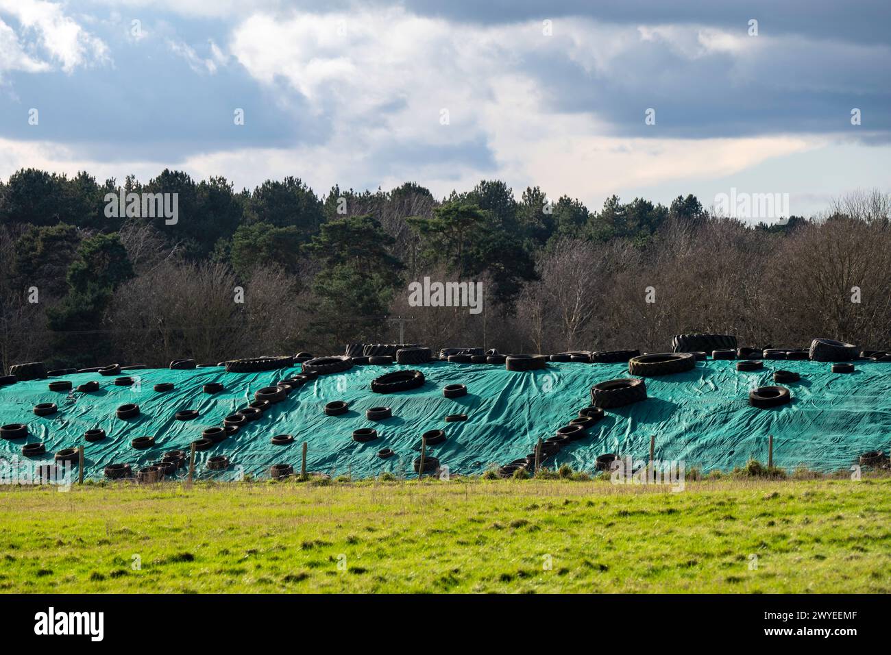 Harvested crops storage used to produce biogas Iken Suffolk UK Stock ...
