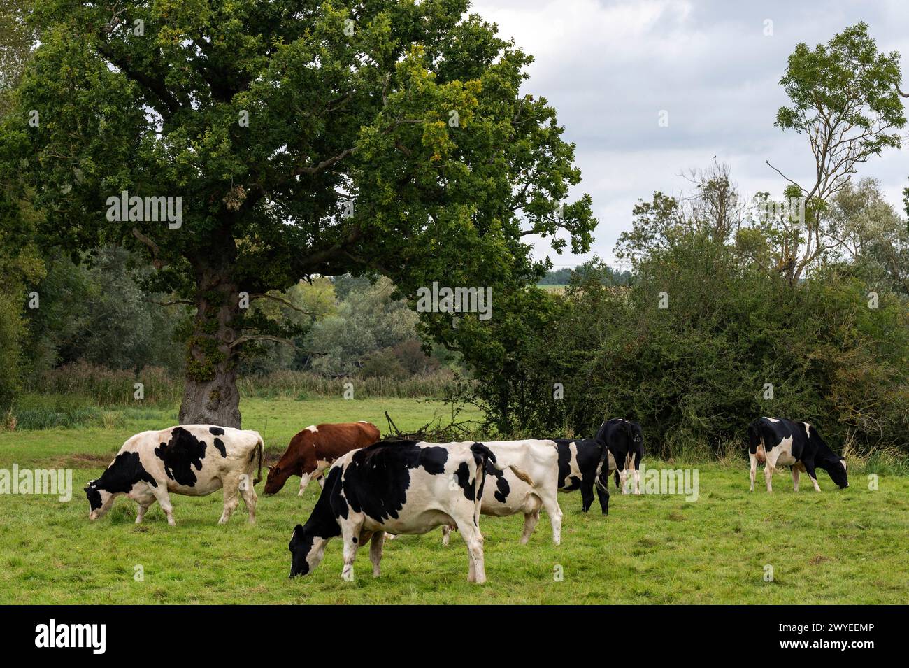Friesian dairy herd ufford suffolk england hi-res stock photography and ...