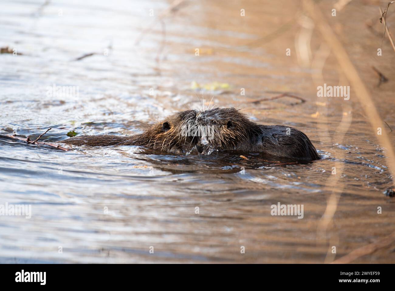 Muskrat family hi-res stock photography and images - Alamy