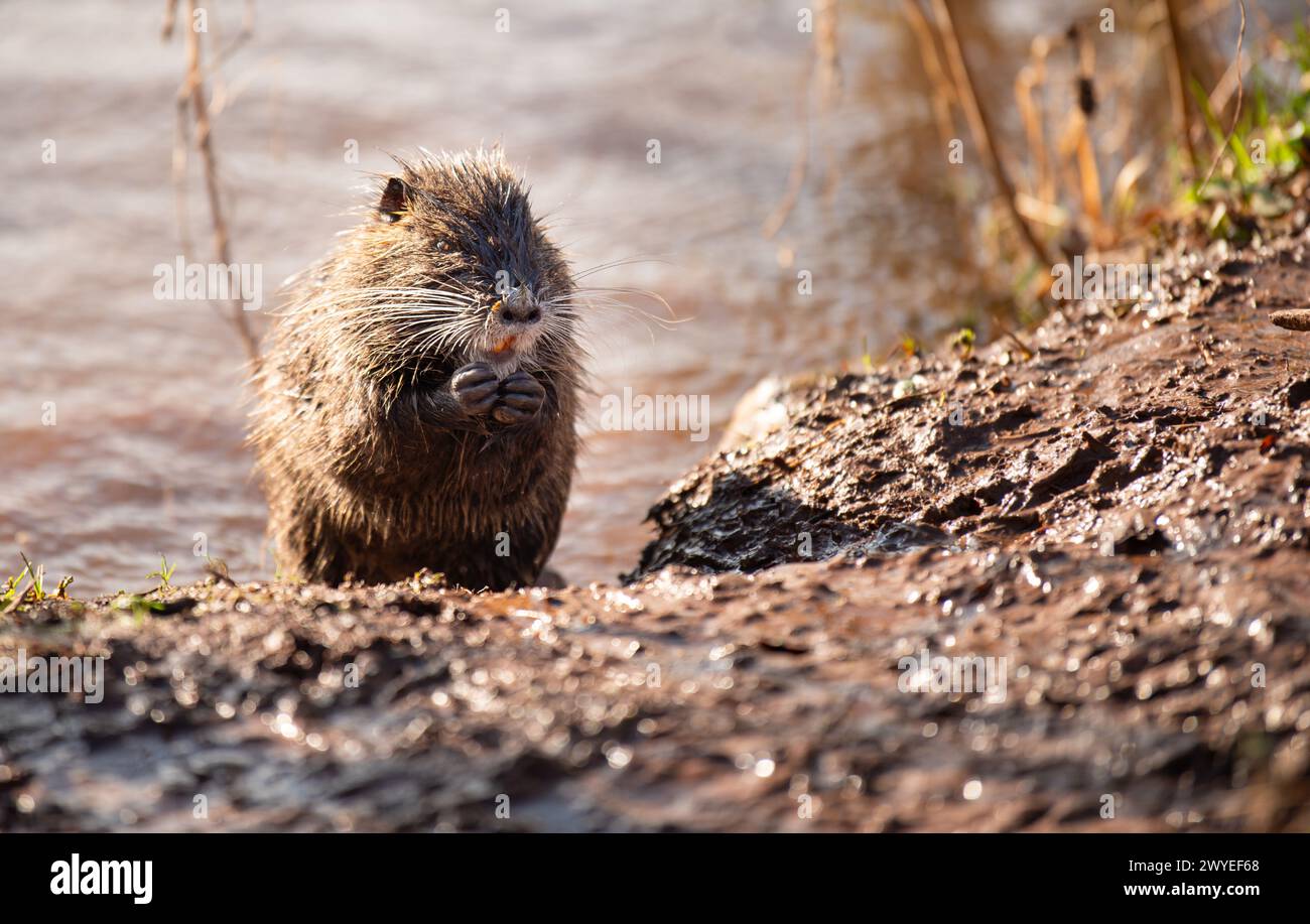 Nutria, coypu herbivorous, semiaquatic rodent member of the family ...