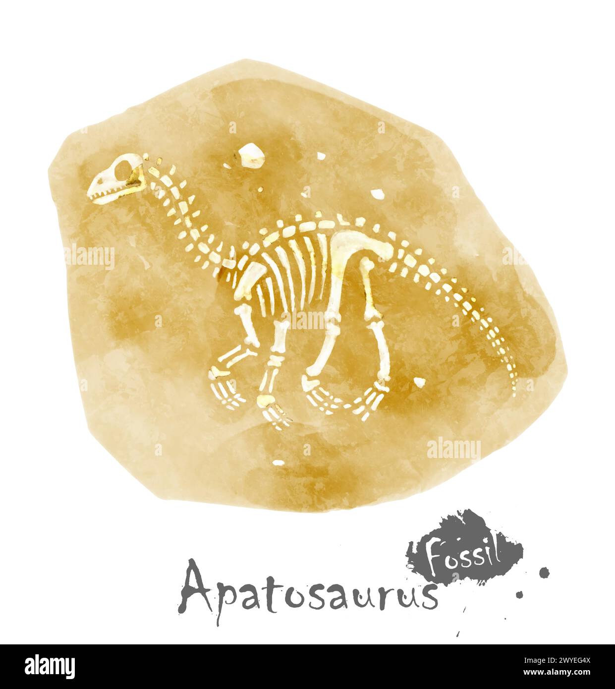 Fossil of Apatosaurus dinosaur in rock . Watercolor paint design . Vector Stock Vector Image ...