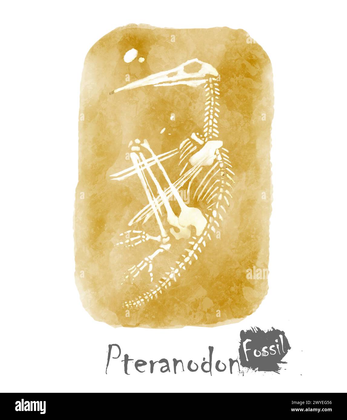 Fossil of Ptranodon dinosaur in rock . Watercolor paint design . Vector ...