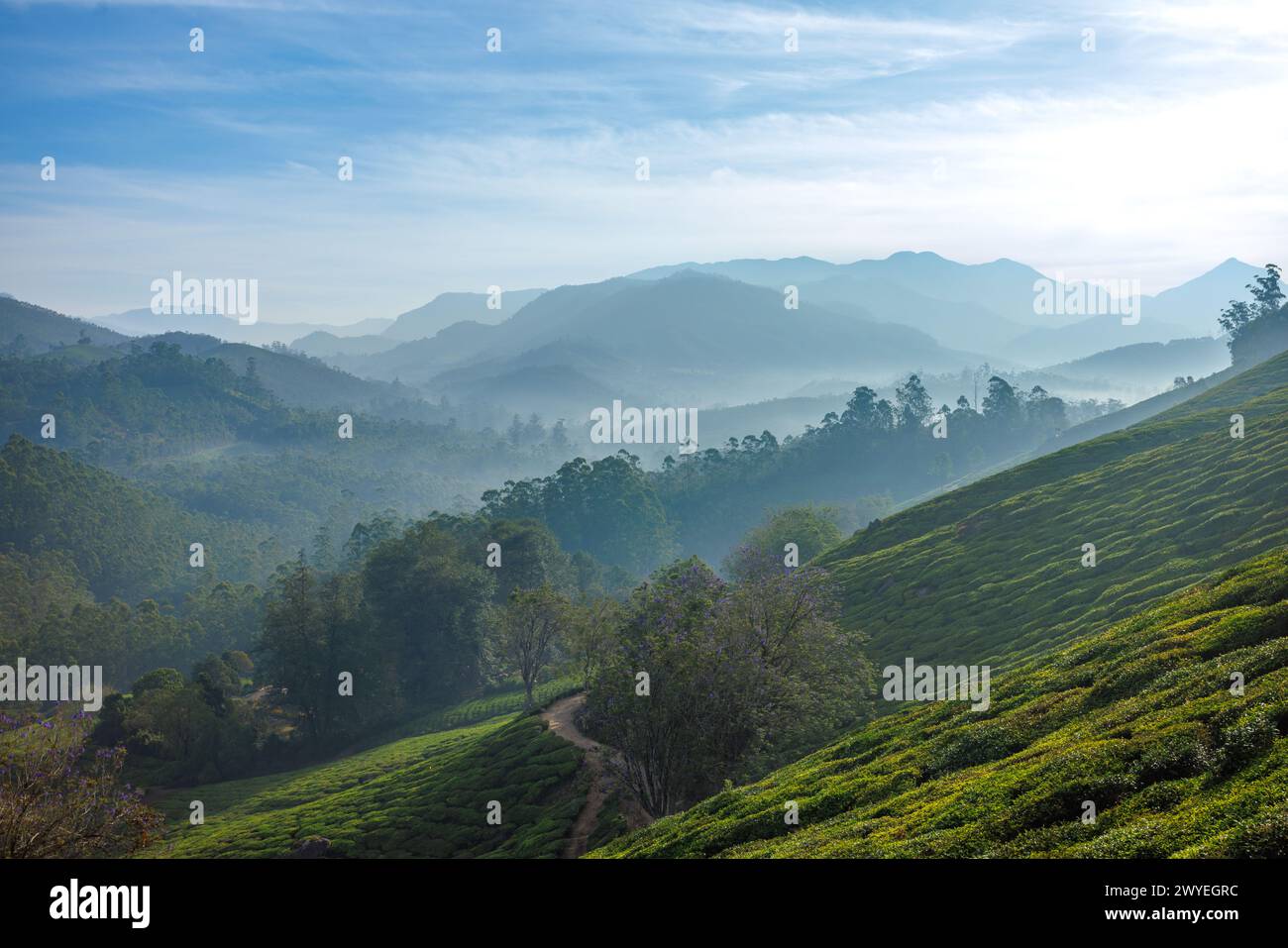 Foggy backdrop hi-res stock photography and images - Alamy