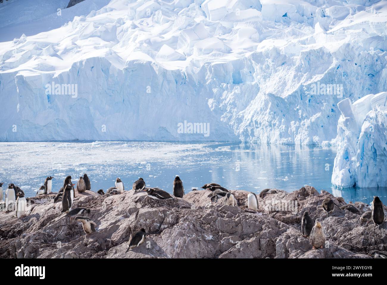 Nekoharbour hi-res stock photography and images - Alamy