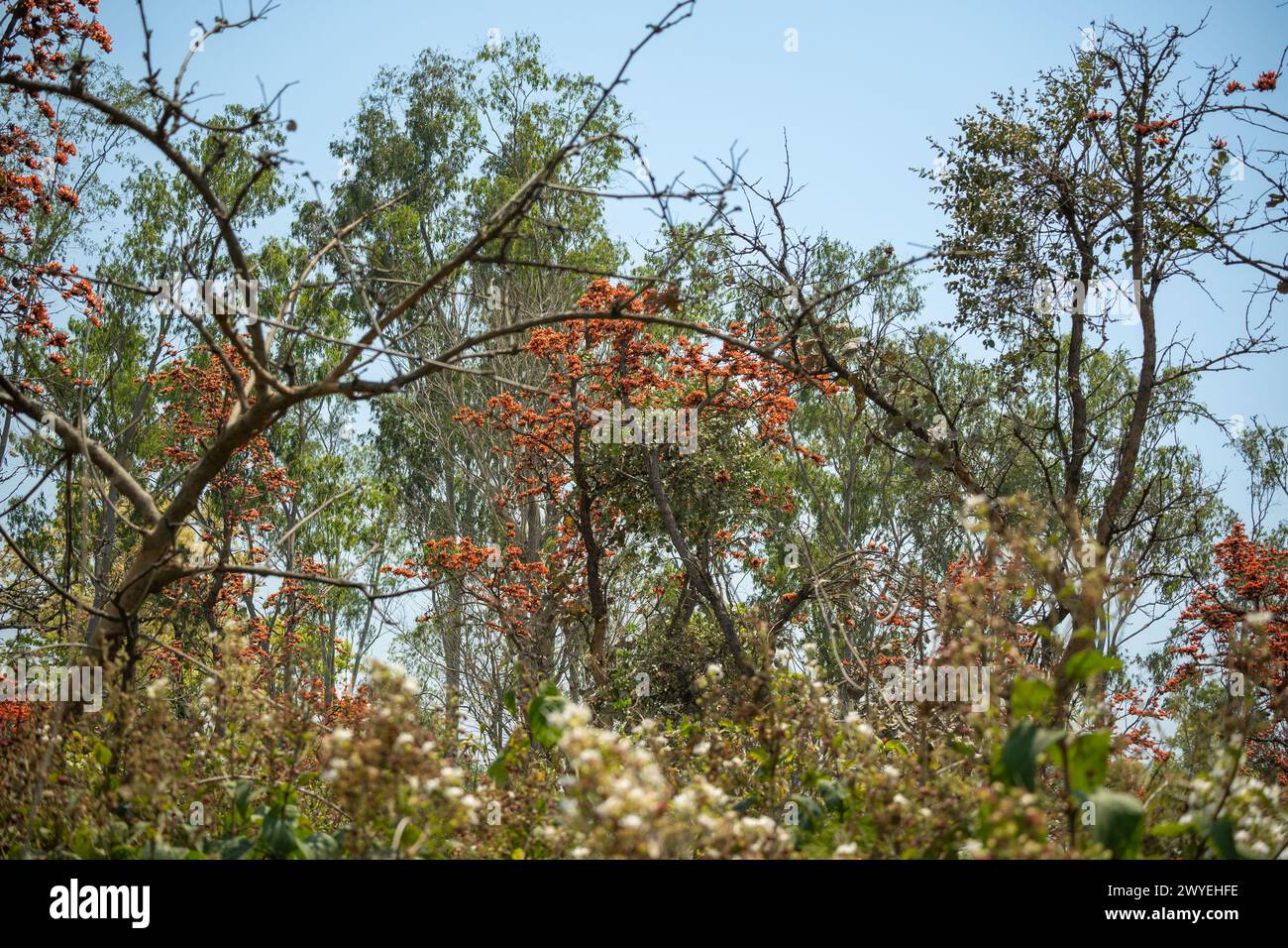 The Palash Tree is a deciduous tree with an elegant canopy of compound ...