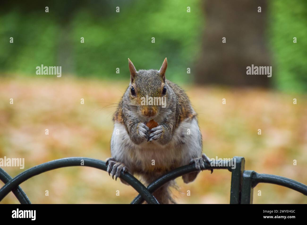 London, UK. 20th August 2022. A grey squirrel in a London park. Credit ...