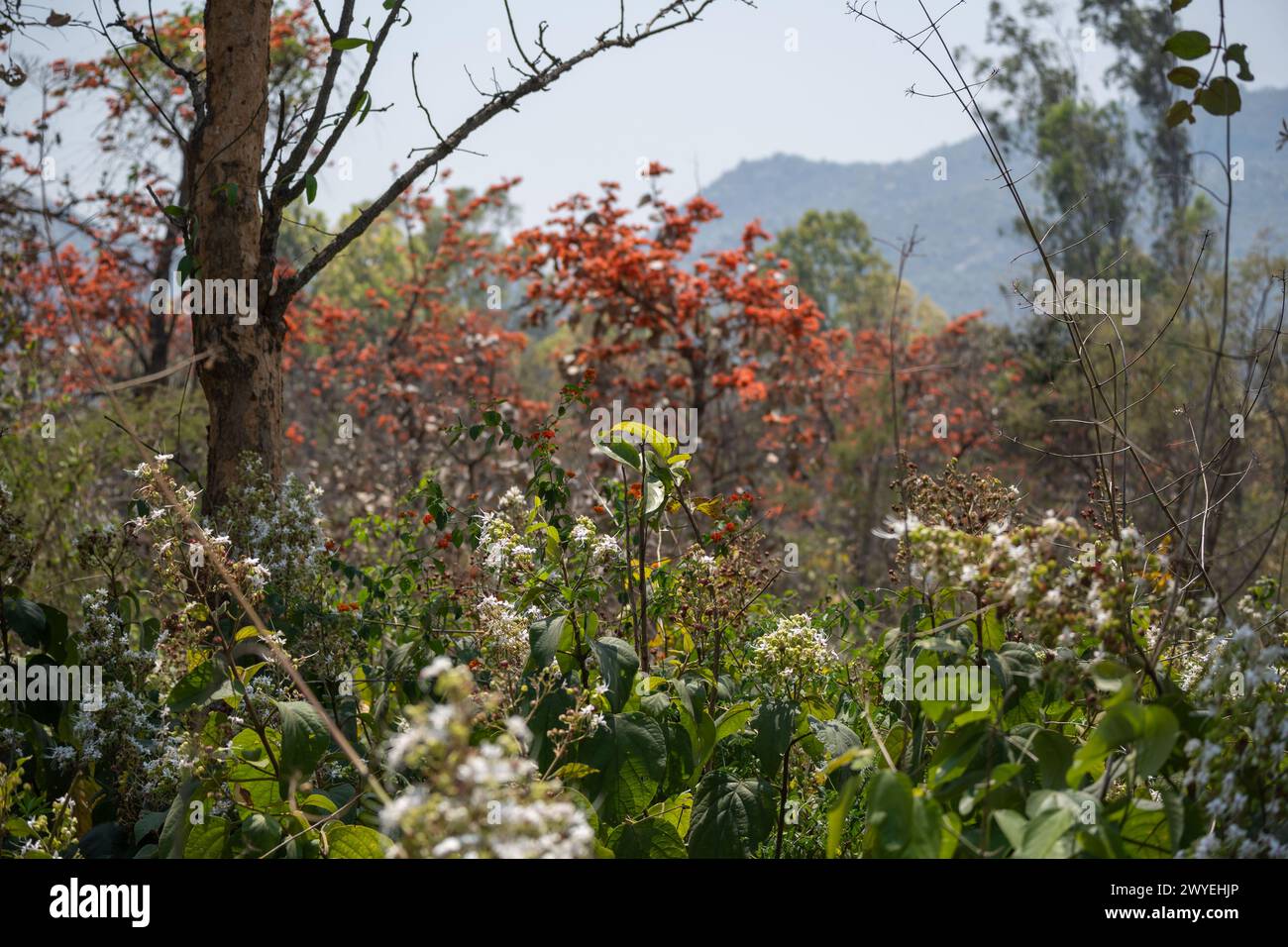 Palash flower plant hi-res stock photography and images - Alamy