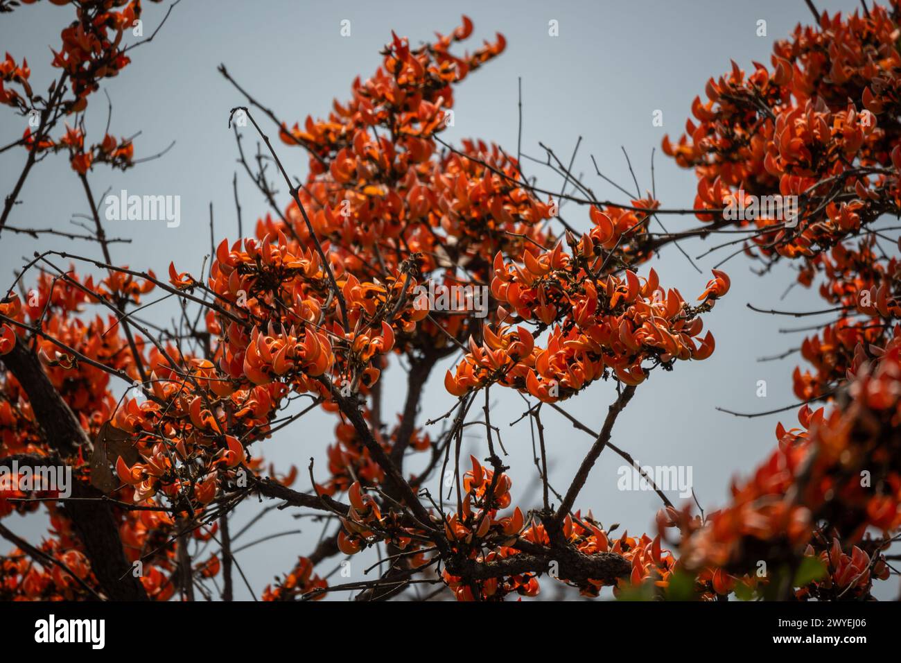 The leaves, when rubbed on a person suffering from high fever, provides ...