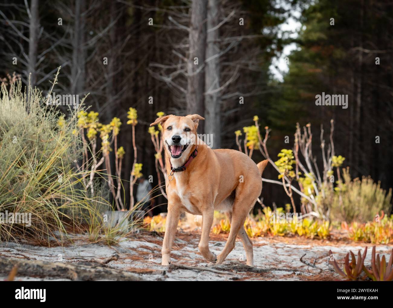 A dog strolling on sandy beach near foliage Stock Photo - Alamy