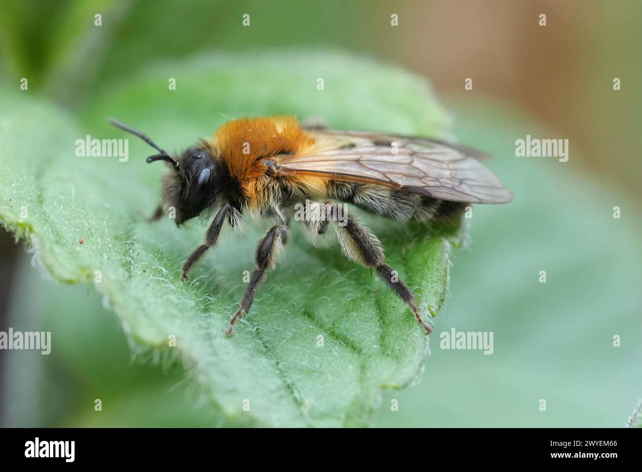 Natural closeup on a female Grey-patched mining, Andrena nitida with ...