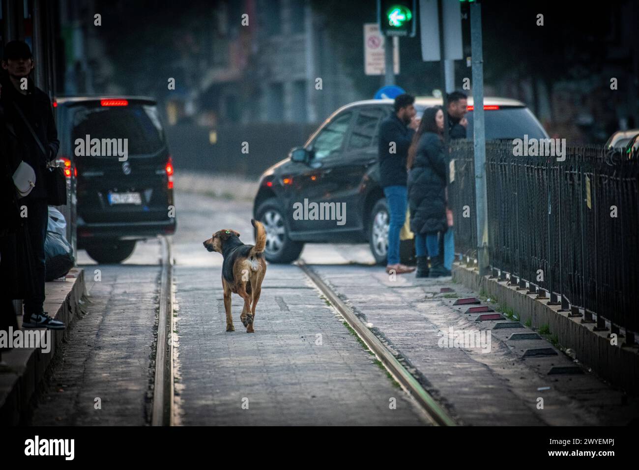 A nonchalent stray dog walks down the tramlines in Istanbul, Turkey ...