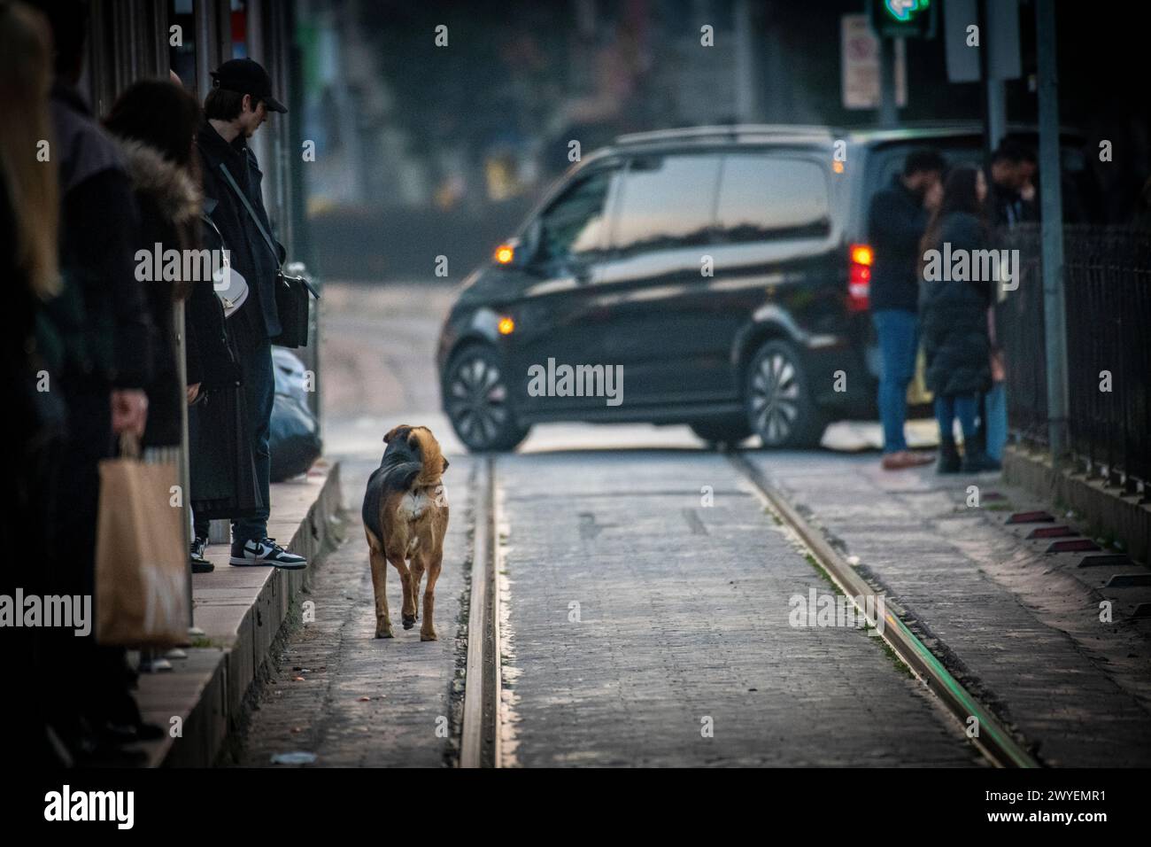 A nonchalent stray dog walks down the tramlines in Istanbul, Turkey ...