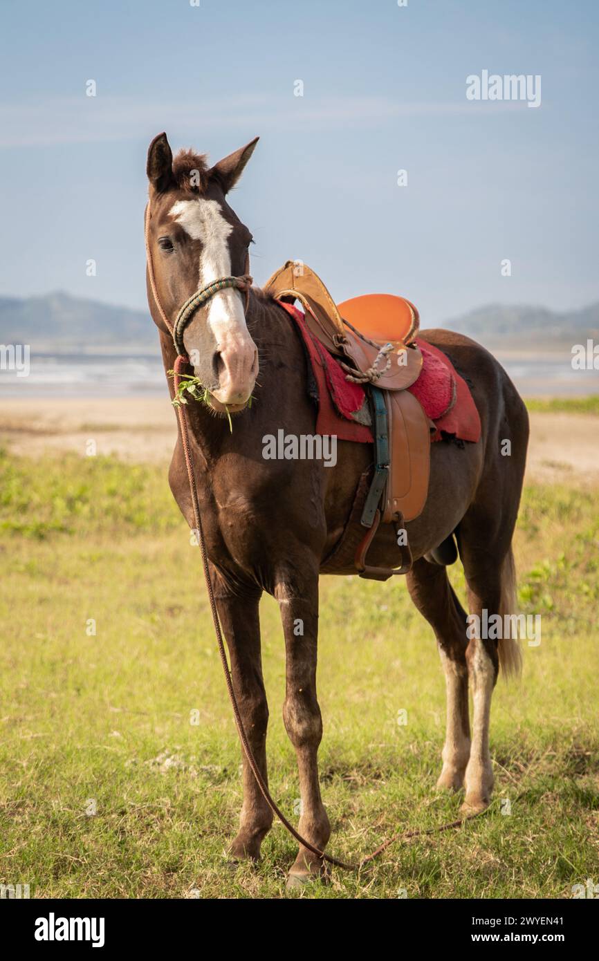 A vertical of a horse with saddles grazing in grass by a beach in ...