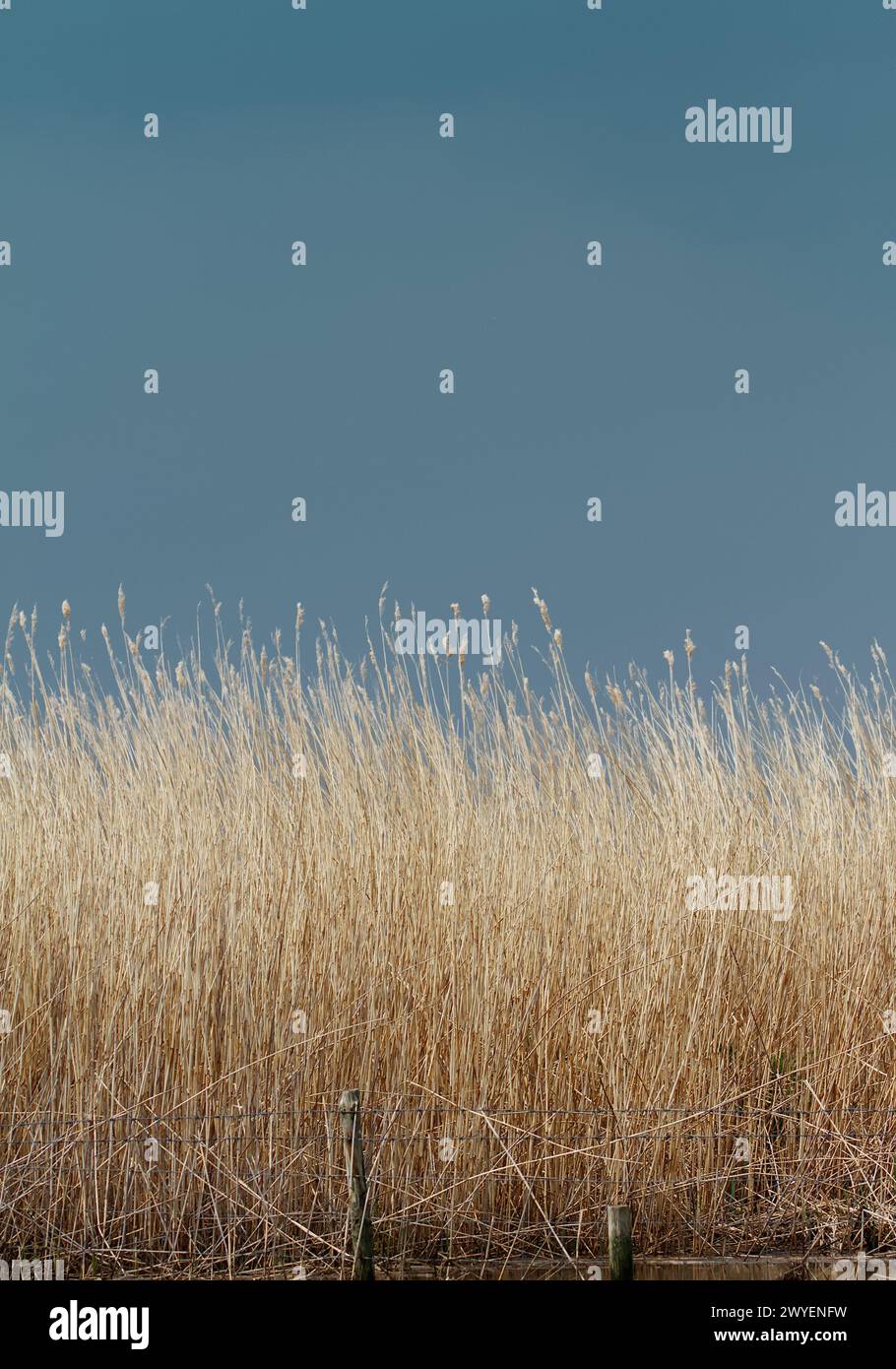 Reedbed hi-res stock photography and images - Alamy