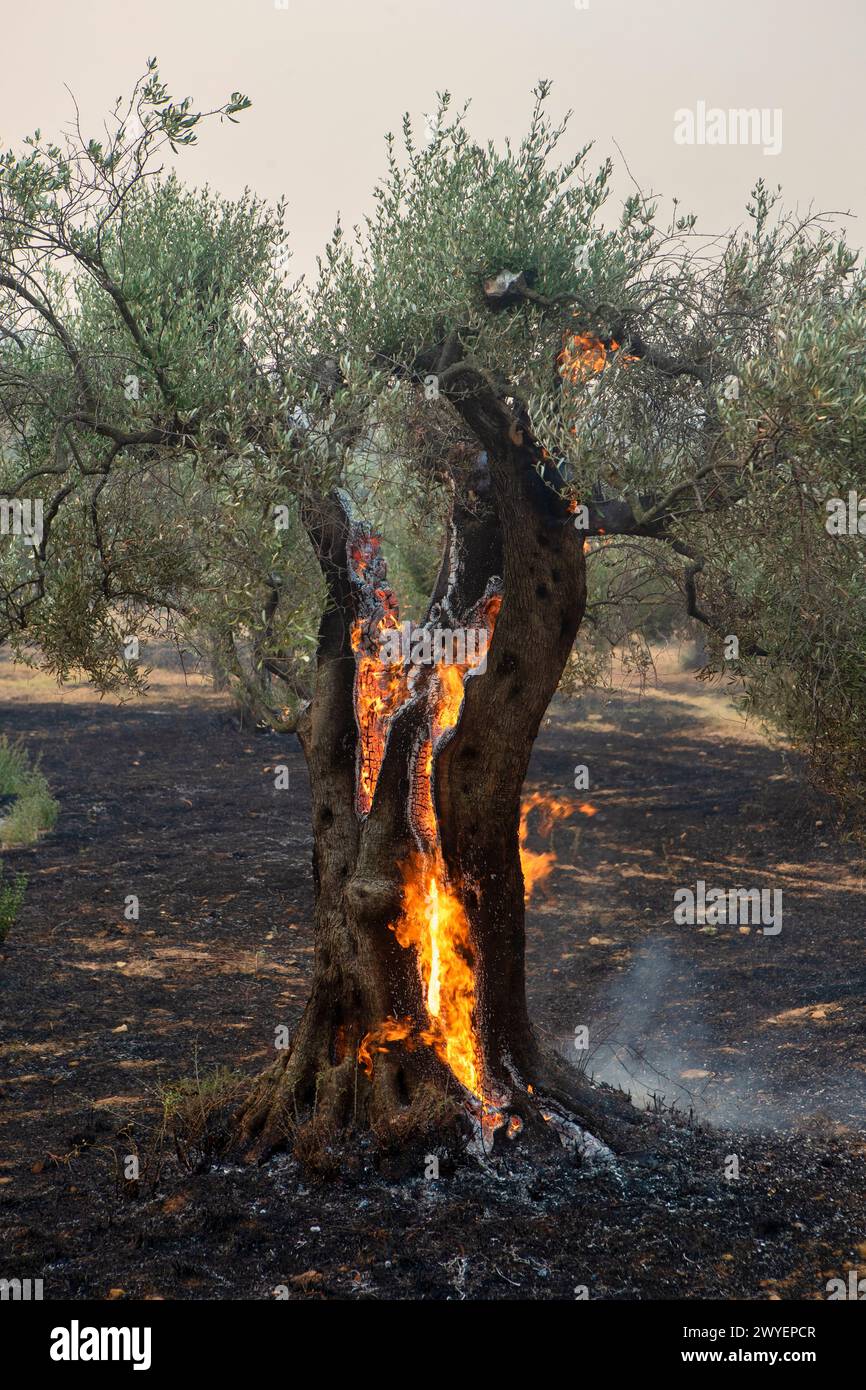 Olive fire greece hi-res stock photography and images - Alamy