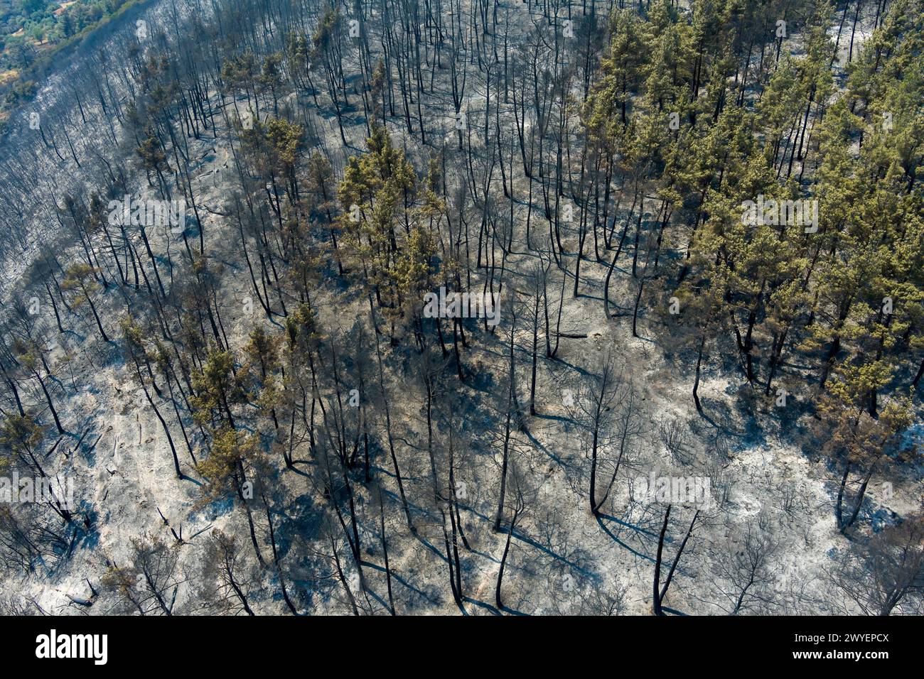 Aerial view shows a burnt area after a fire in Evros prefecture in ...