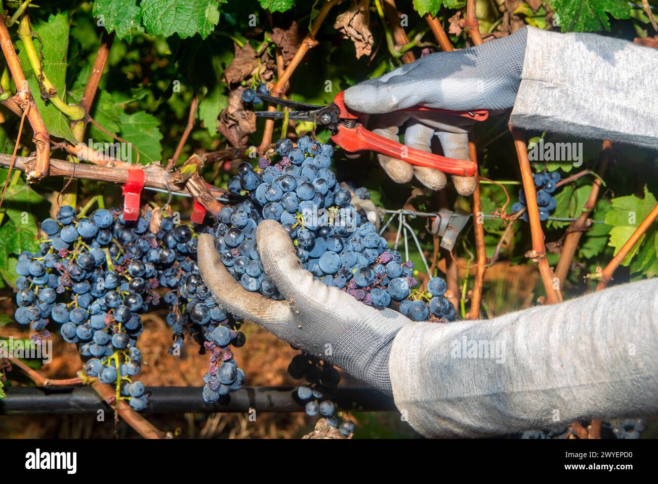 Close up of worker's hands cutting red grapes from vines during wine harvest. Grapes ready for ...