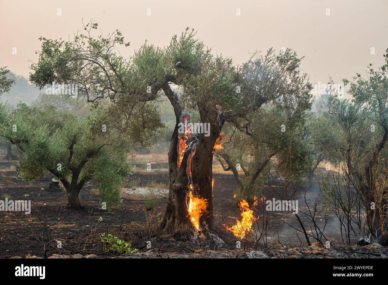 Forest fires in the prefecture of Evros in northern Greece in the ...