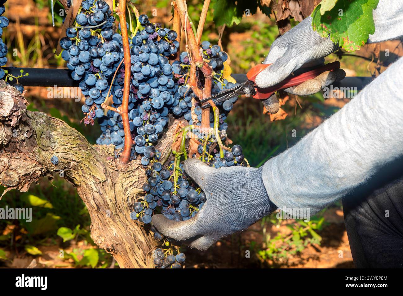 Close up of worker's hands cutting red grapes from vines during wine harvest. Grapes ready for ...