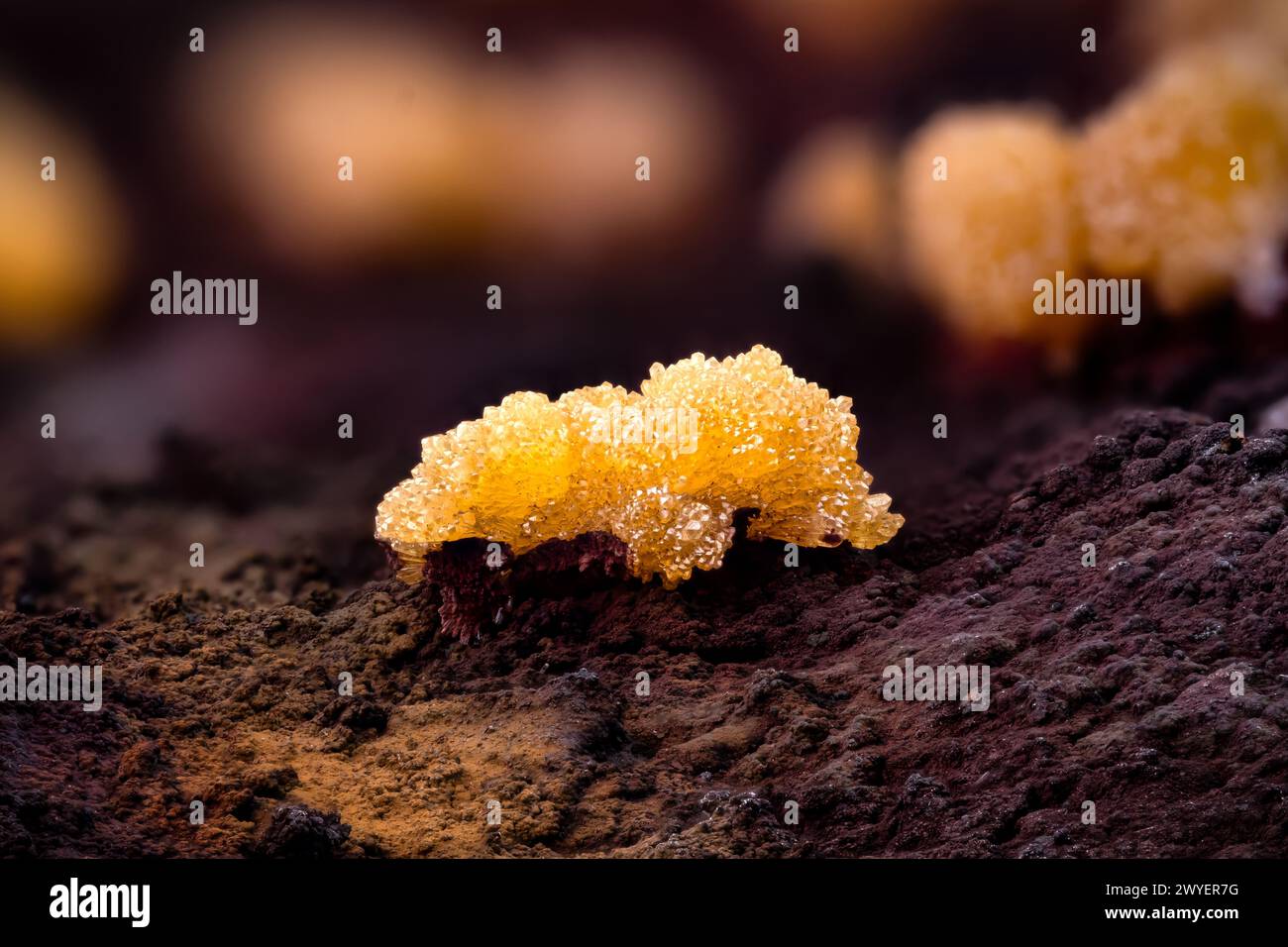 Mimetite on limonite matrix. from El Potosi mine, Santa Eulalia ...