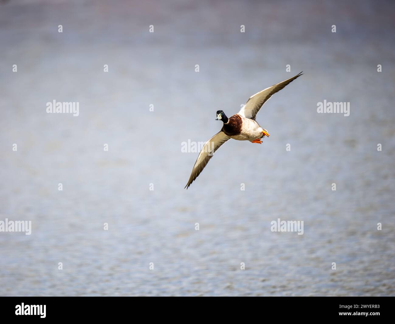 Male Mallard Duck in Flight Stock Photo - Alamy