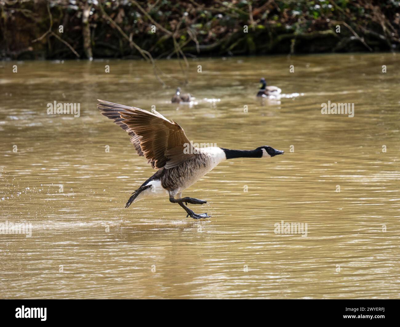 A Canada Goose Landing on a Lake Stock Photo - Alamy