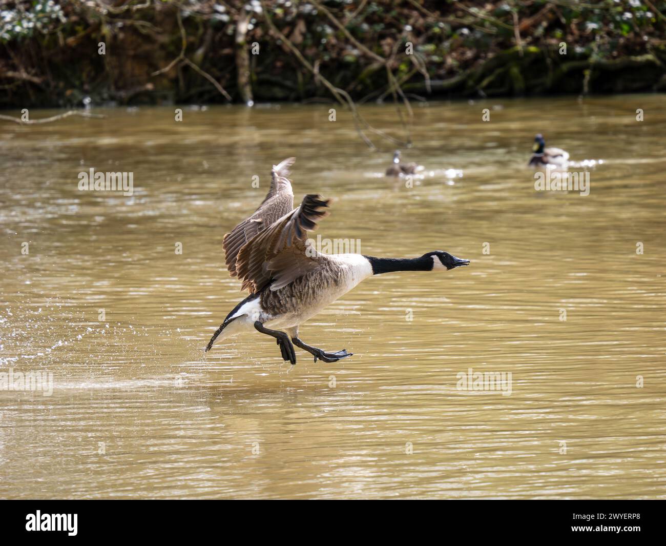 A Canada Goose Landing on a Lake Stock Photo - Alamy
