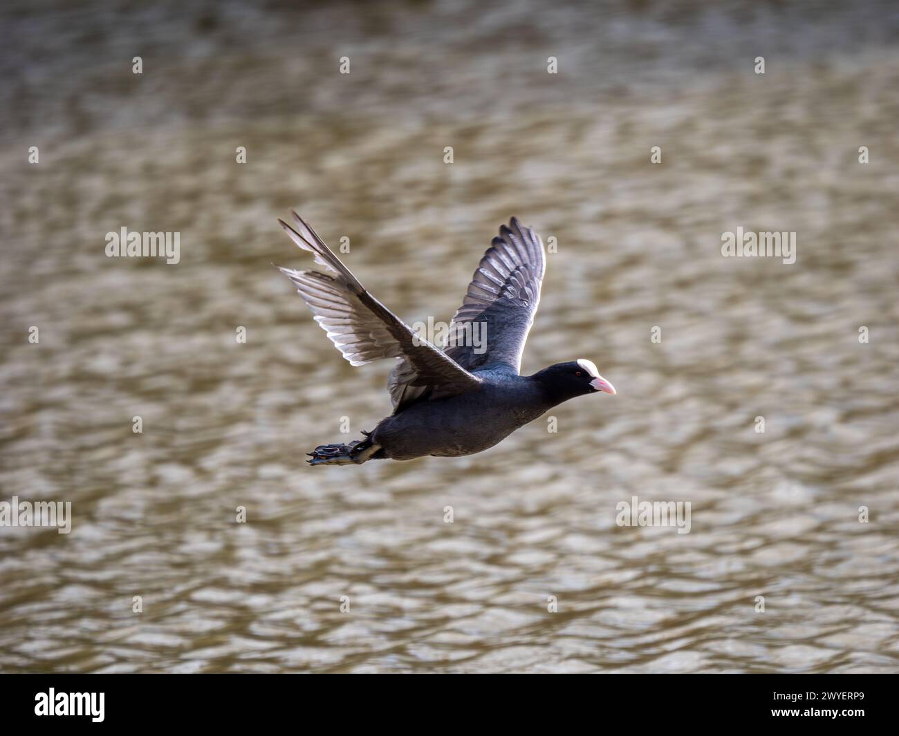 A Coot Flying Acrosss A Lake Stock Photo - Alamy