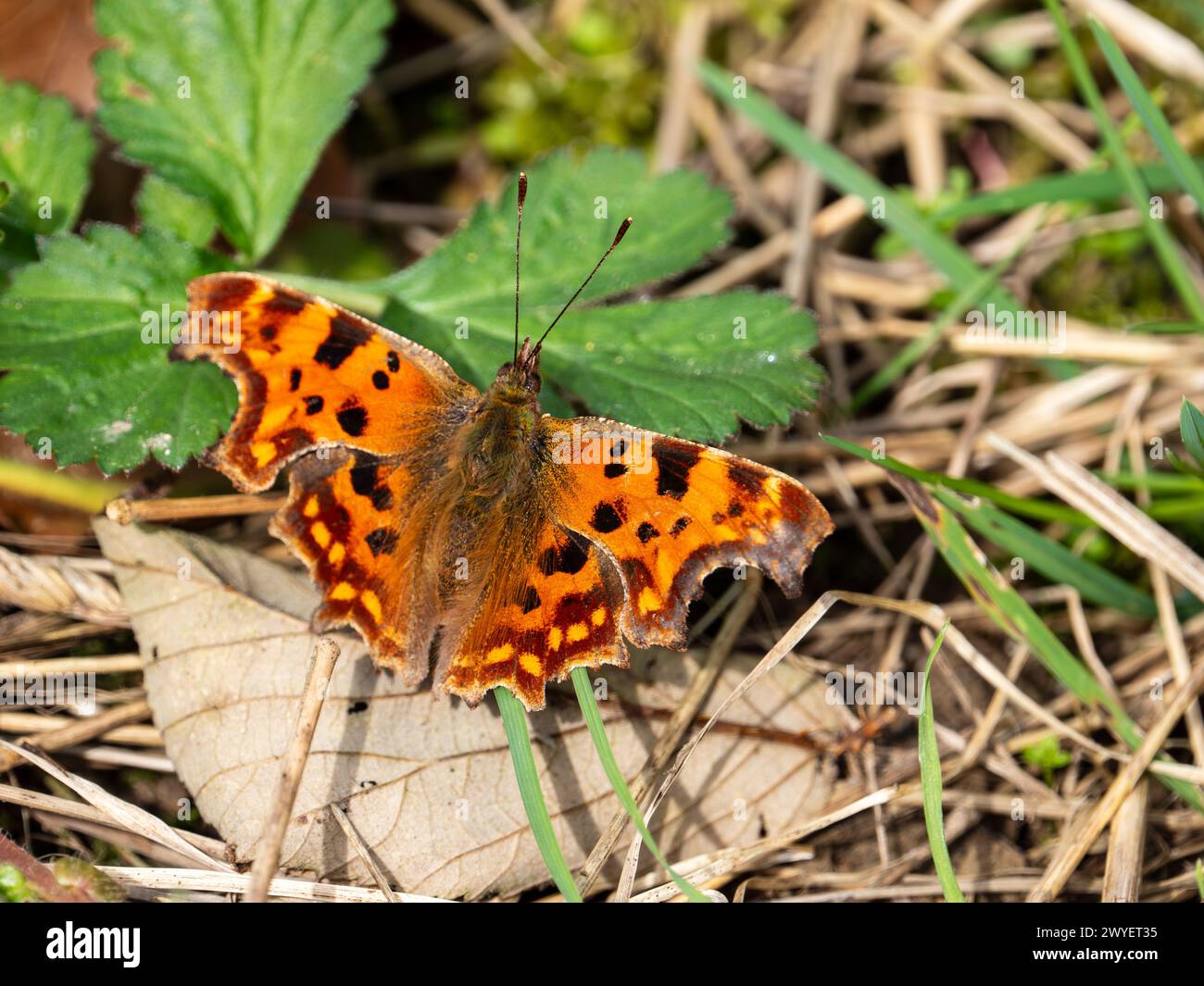 Comma Butterfly With its Wings Open Stock Photo - Alamy