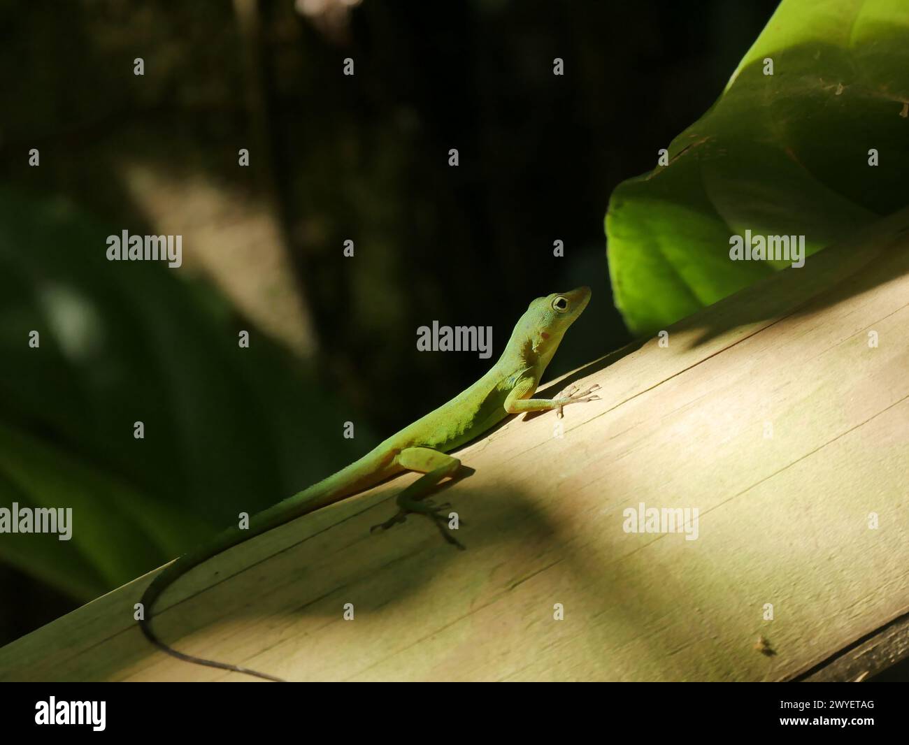 Anole lizards antilles hi-res stock photography and images - Alamy