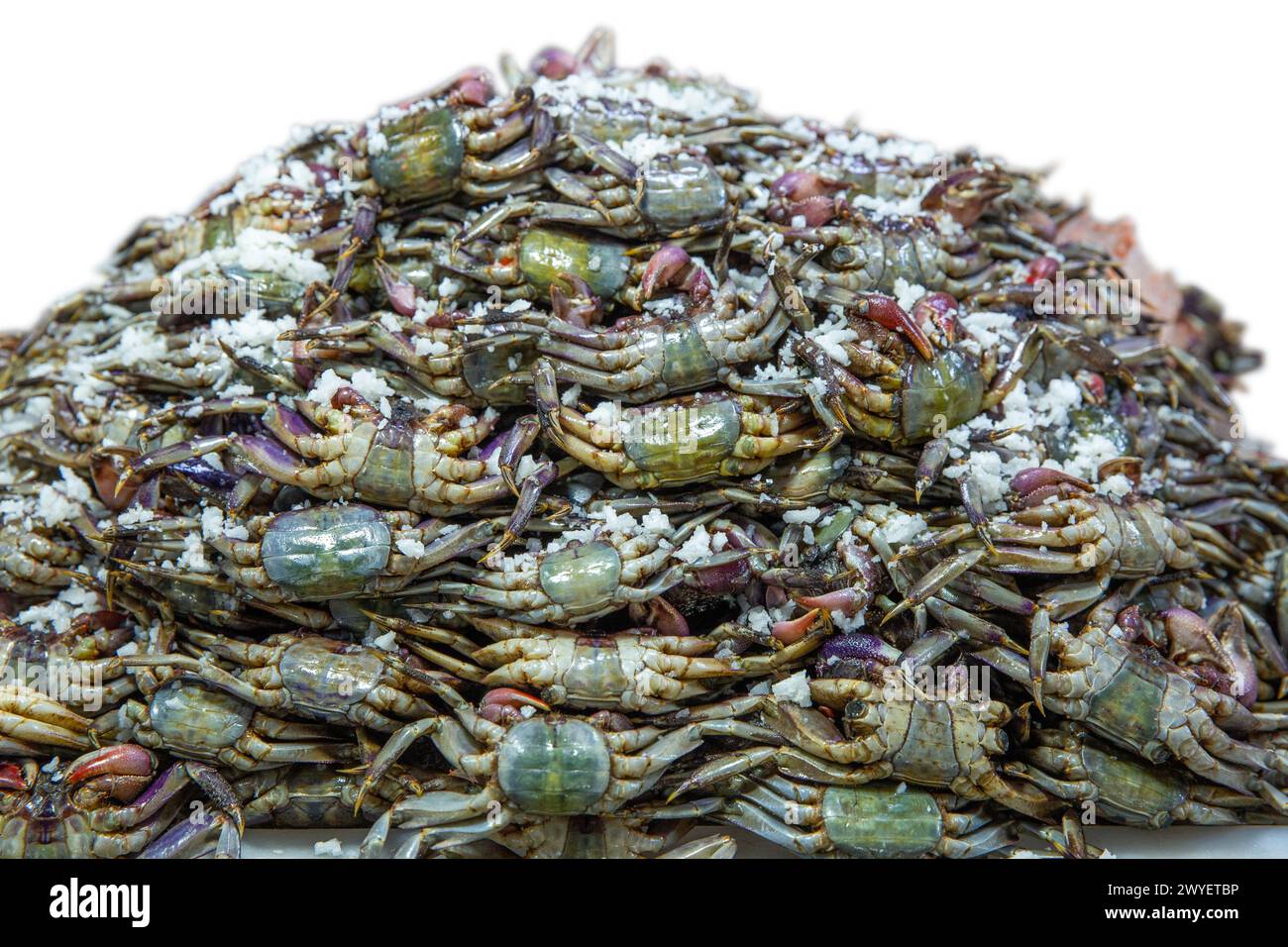 Die cut of field crab on white isolated Stock Photo - Alamy