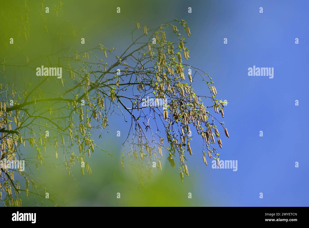 Kaufbeuren, Germany. 06th Apr, 2024. Birch pollen clings to a birch ...