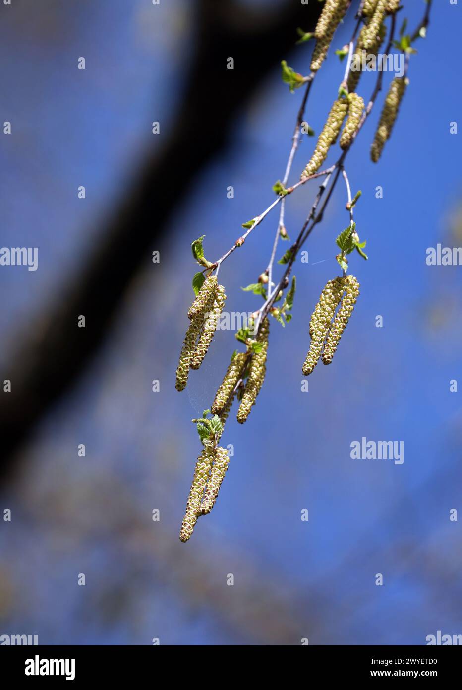 Kaufbeuren, Germany. 06th Apr, 2024. Birch pollen clings to a birch ...