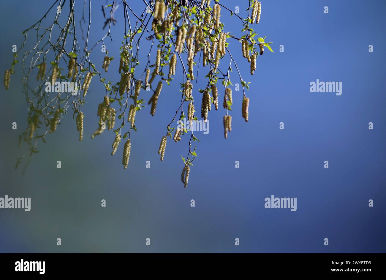 Kaufbeuren, Germany. 06th Apr, 2024. Birch pollen clings to a birch ...