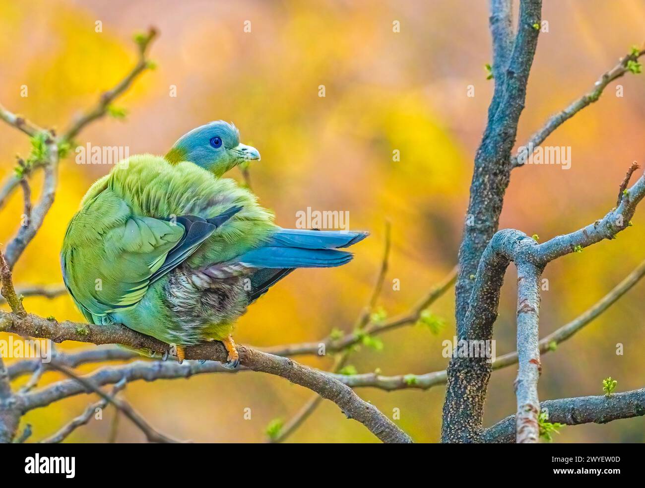 A Yellow footed Green pigeon looking back Stock Photo - Alamy