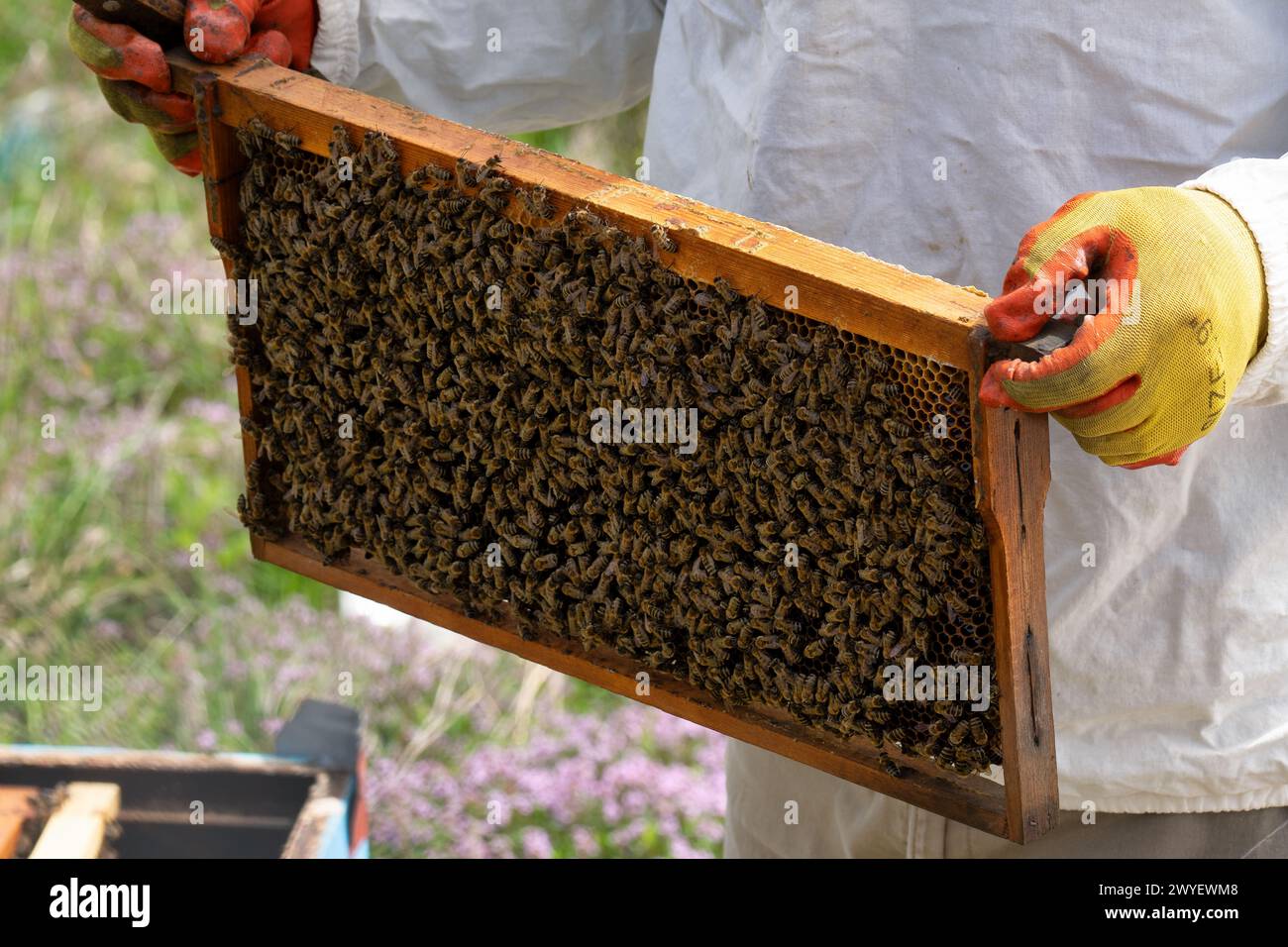 Beekeeper honeycomb full bees hi-res stock photography and images - Alamy