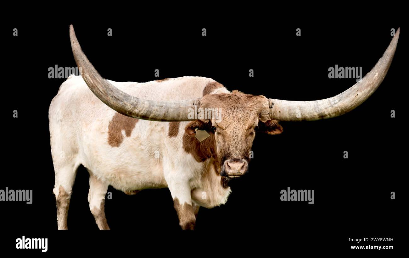 Texas longhorn portrait hi-res stock photography and images - Alamy