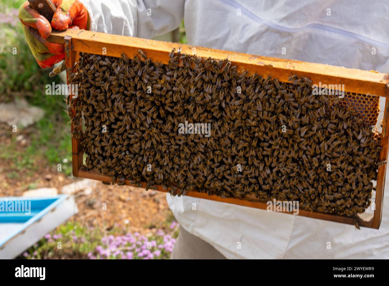 A beekeeper holding a frame of beehive full of bees on his hands Stock ...