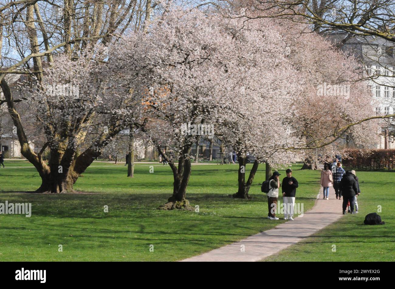 Cherry blooks hi-res stock photography and images - Alamy