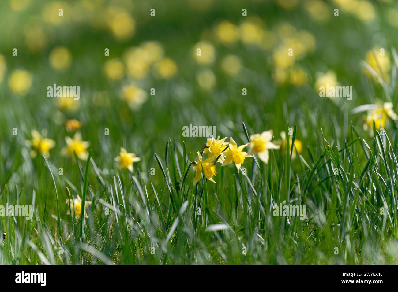Monschau, Germany. 06th Apr, 2024. Wild daffodils grow in the ...