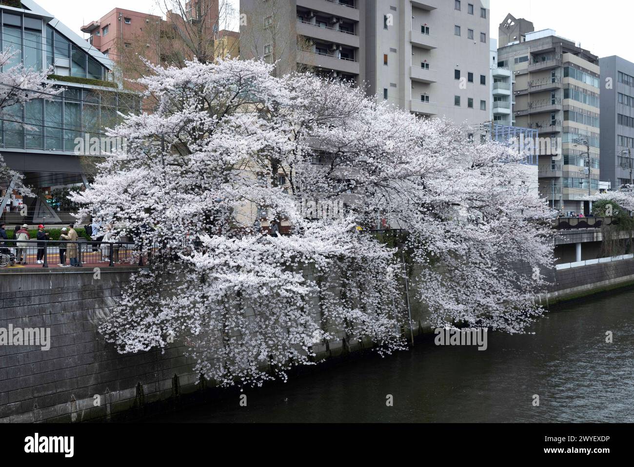 Tokyo japan april 2024 tourists hi-res stock photography and images - Alamy