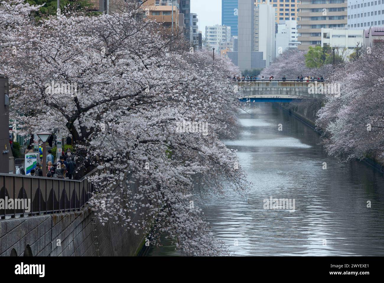 Tokyo japan april 2024 tourists hi-res stock photography and images - Alamy
