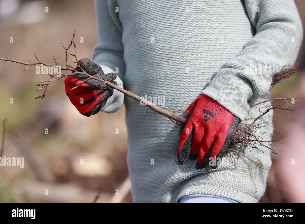 Wernigerode, Germany. 06th Apr, 2024. Volunteers carry tree seedlings ...
