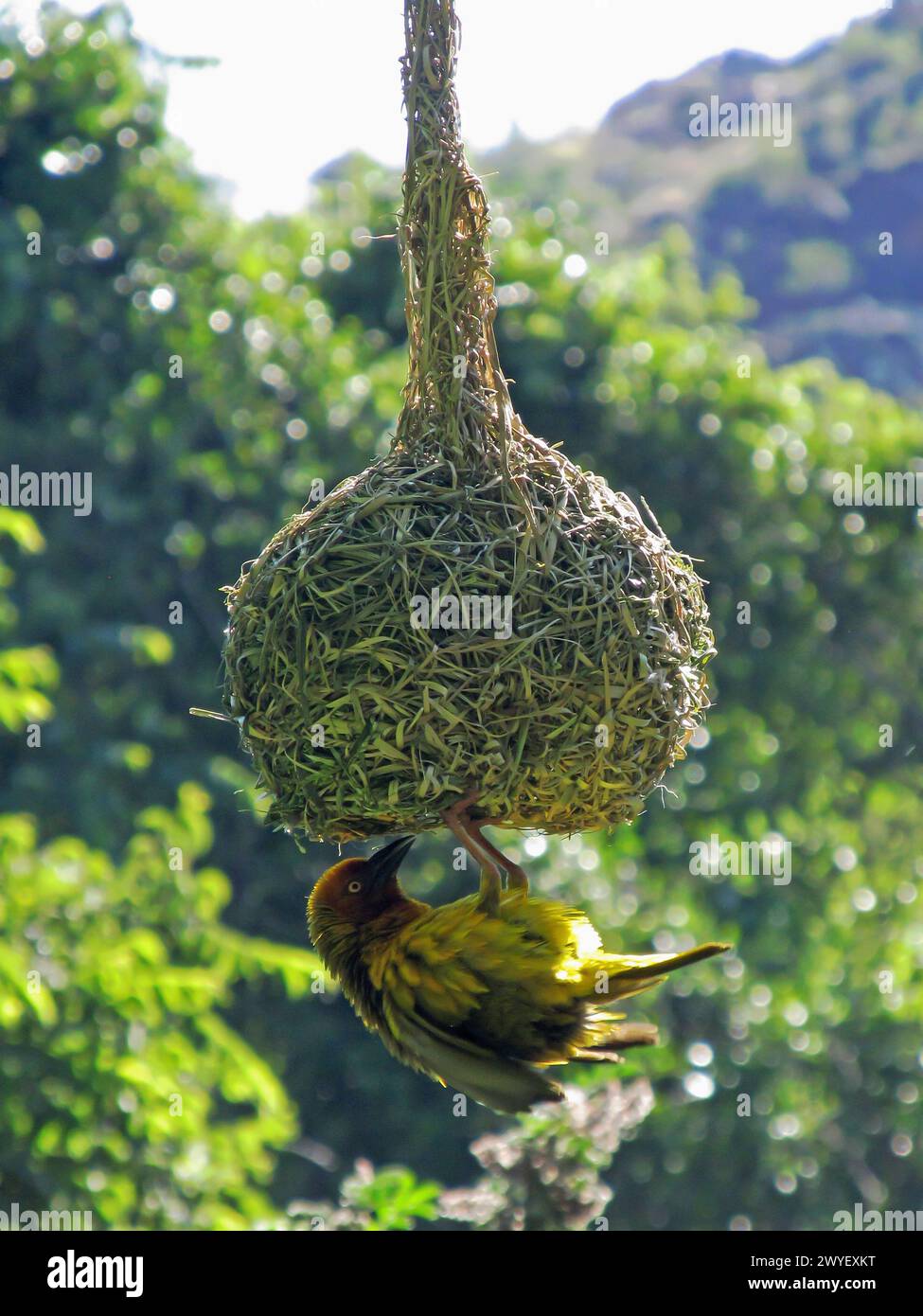 A Cape Weaver below a completed grass ness, trying to attract a mate ...