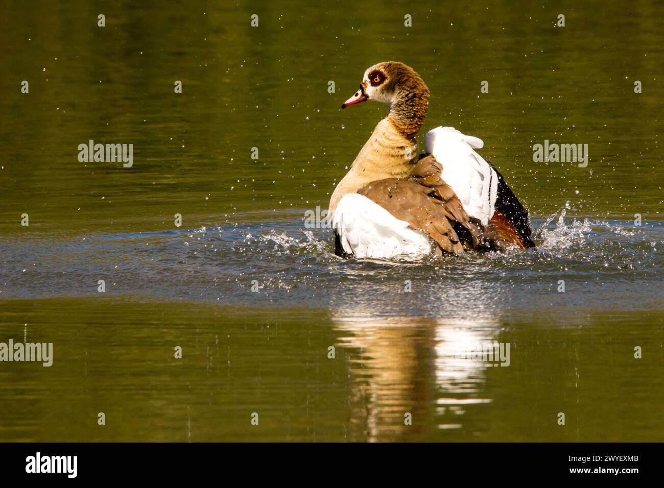 An Egyptian Goose, lopochen aegyptiaca, busy bathing a small calm ...